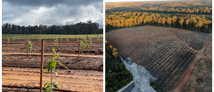 Alterra Commences 5ha Planting at Carpenters Avocado Project - Alterra